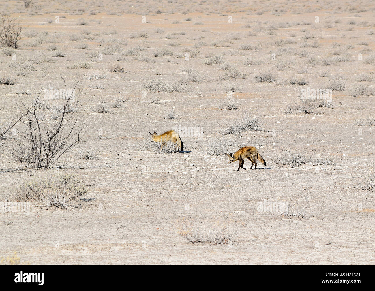 two walking Jackals in Namibia in savanna ambiance at evening time ...