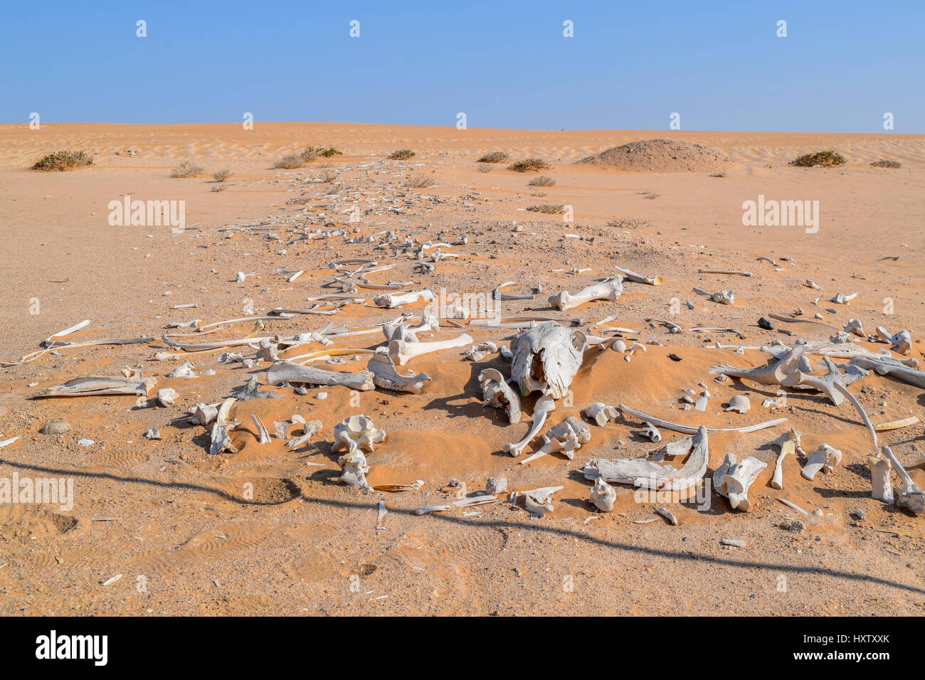 Carcass animal desert hi-res stock photography and images - Alamy