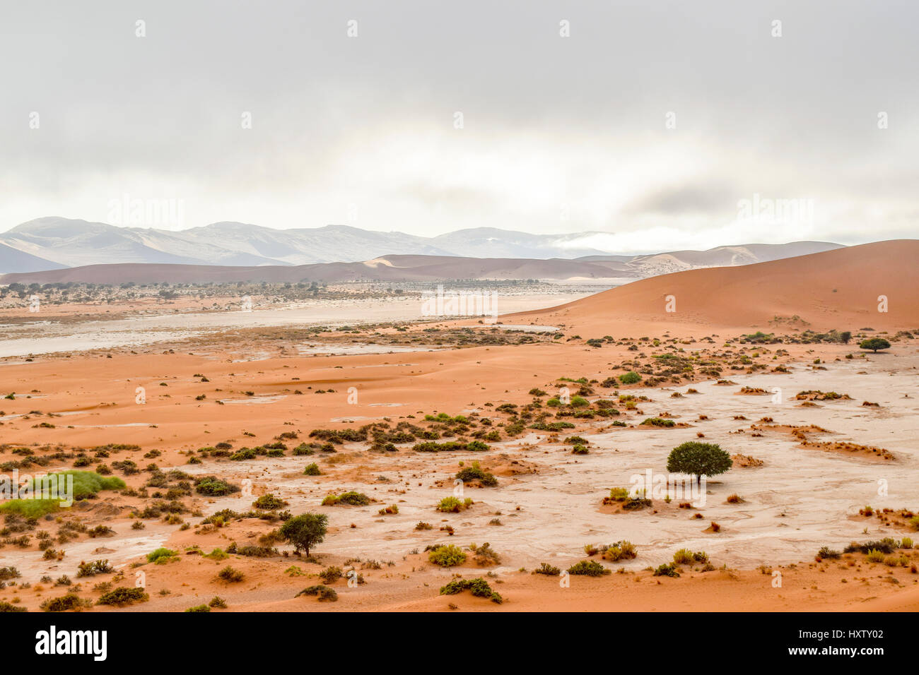 sandy savanna scenery seen in Namibia, Africa Stock Photo - Alamy