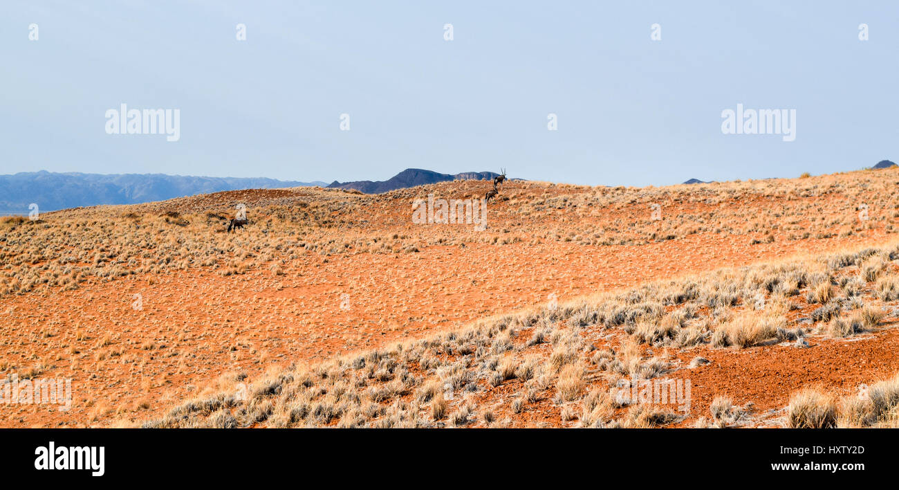 sandy savanna scenery seen in Namibia, Africa Stock Photo - Alamy