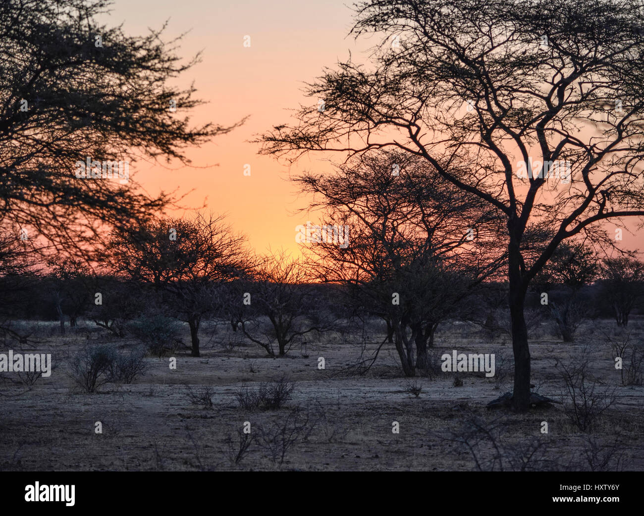 Savannah vegetation namibia hi-res stock photography and images - Alamy