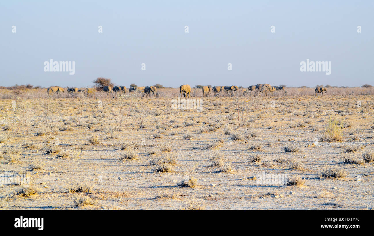 sandy savanna scenery seen in Namibia, Africa Stock Photo - Alamy