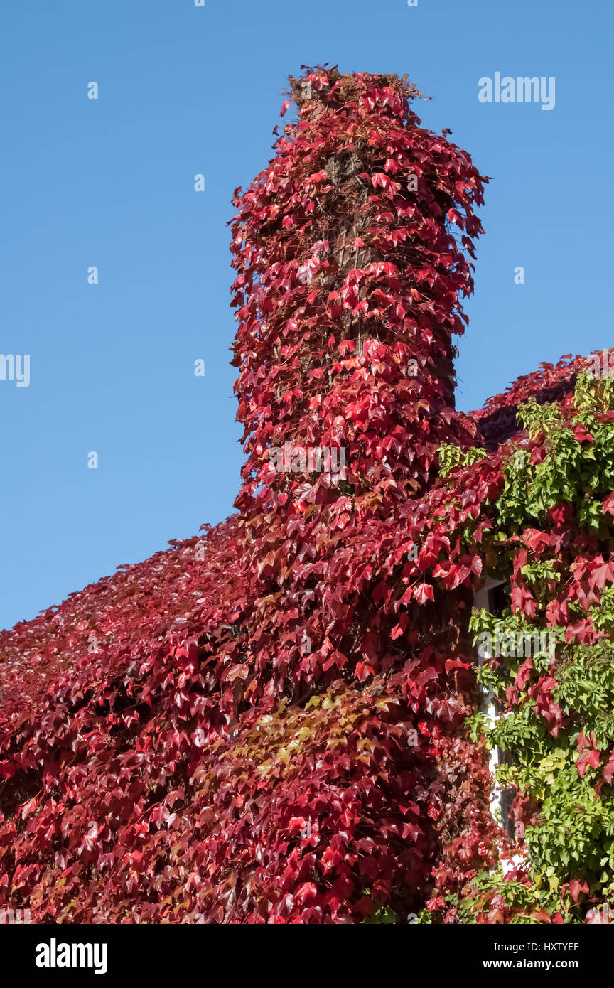 creeping red ivy covering a cottage rooftop Stock Photo - Alamy
