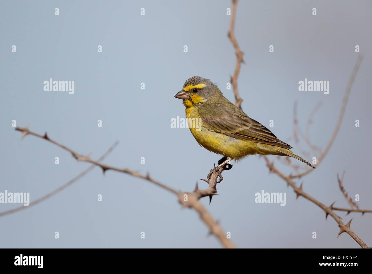 Yellow fronted canary serinus mozambicus hi-res stock photography and ...