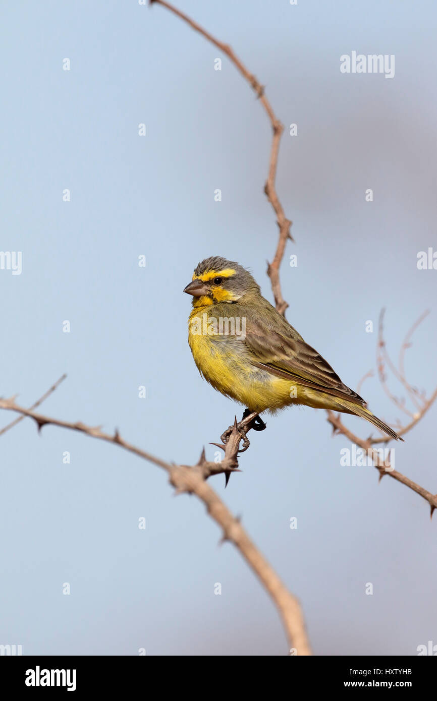 Yellow Fronted Canary High Resolution Stock Photography and Images - Alamy