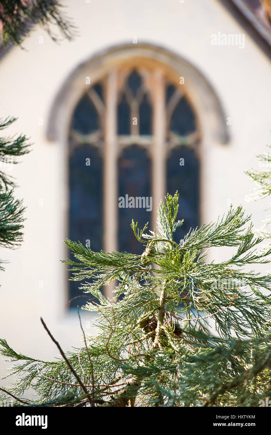 distant stained glass church window through pine tree vegetation Stock ...
