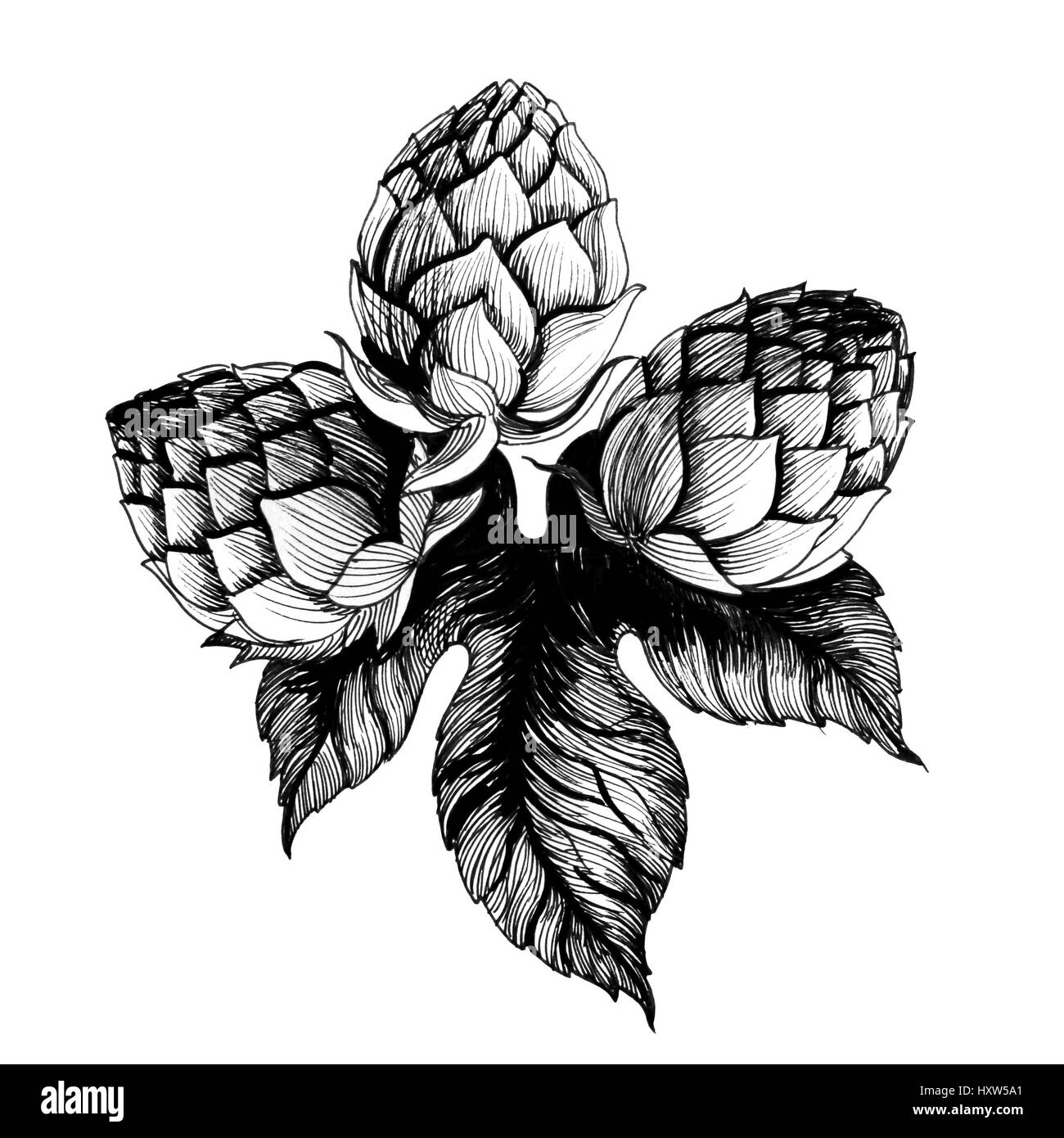 Hop plant illustration Stock Photo - Alamy