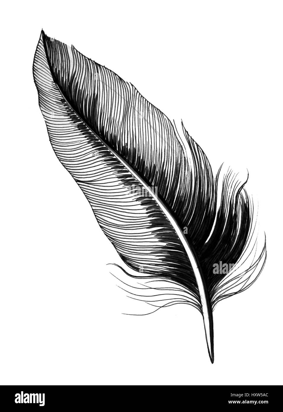 Black and white feather Stock Photo - Alamy