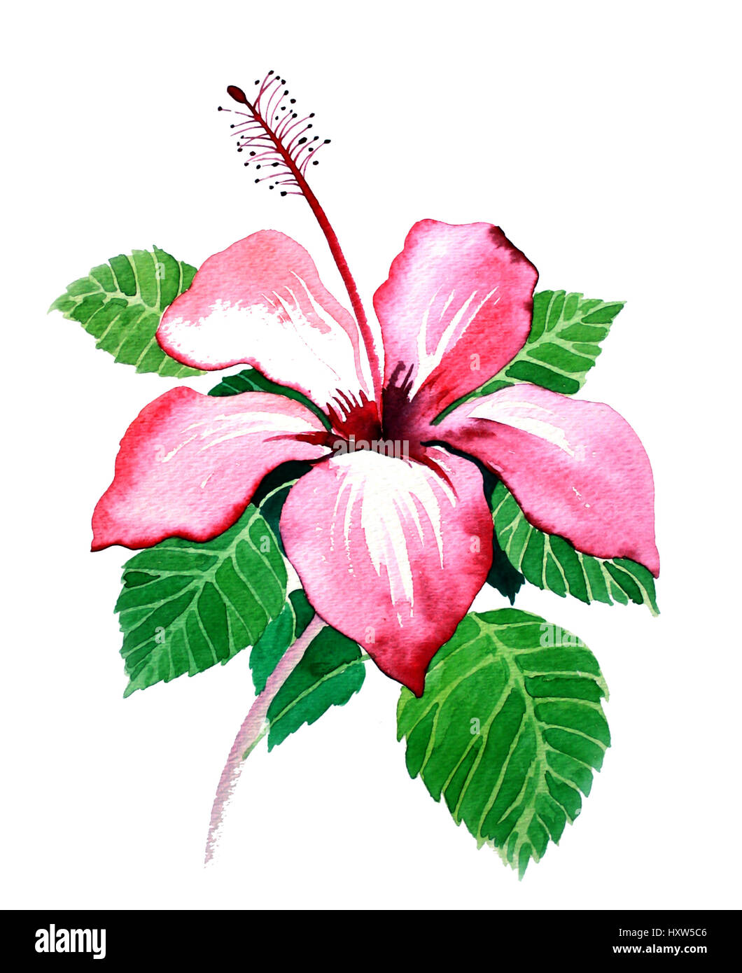 Watercolor hibiscus flower Stock Photo - Alamy