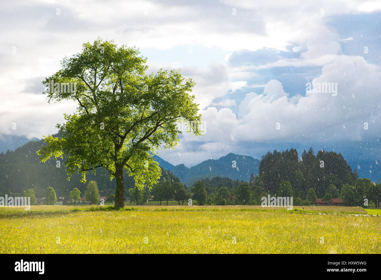 The tree in the sunlight in rainy weather Stock Photo - Alamy