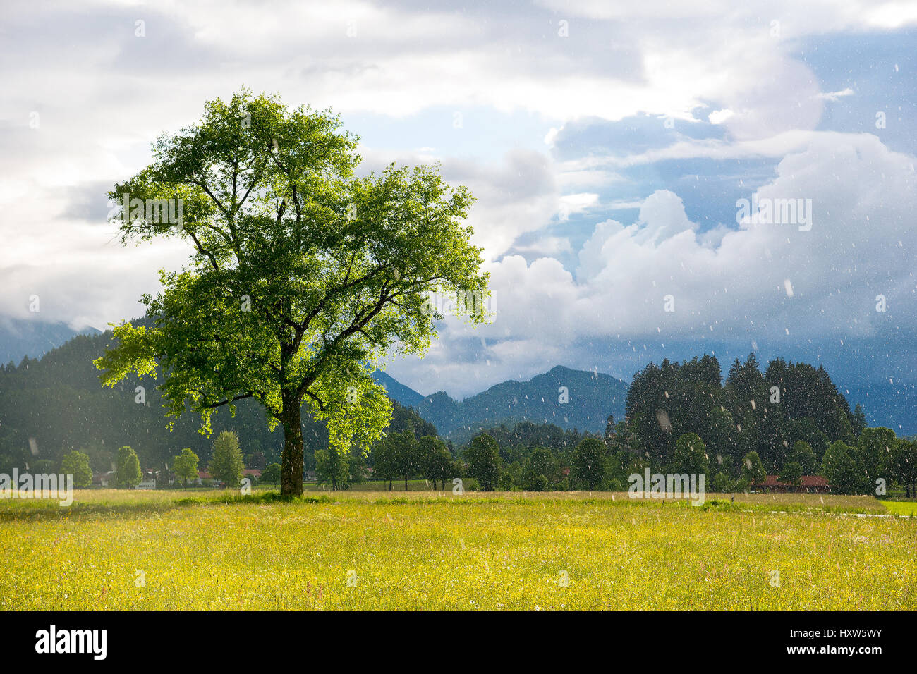 The tree in the sunlight in rainy weather Stock Photo - Alamy