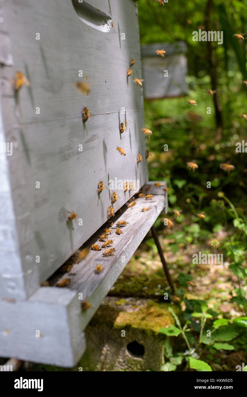 Hive exit hi-res stock photography and images - Alamy
