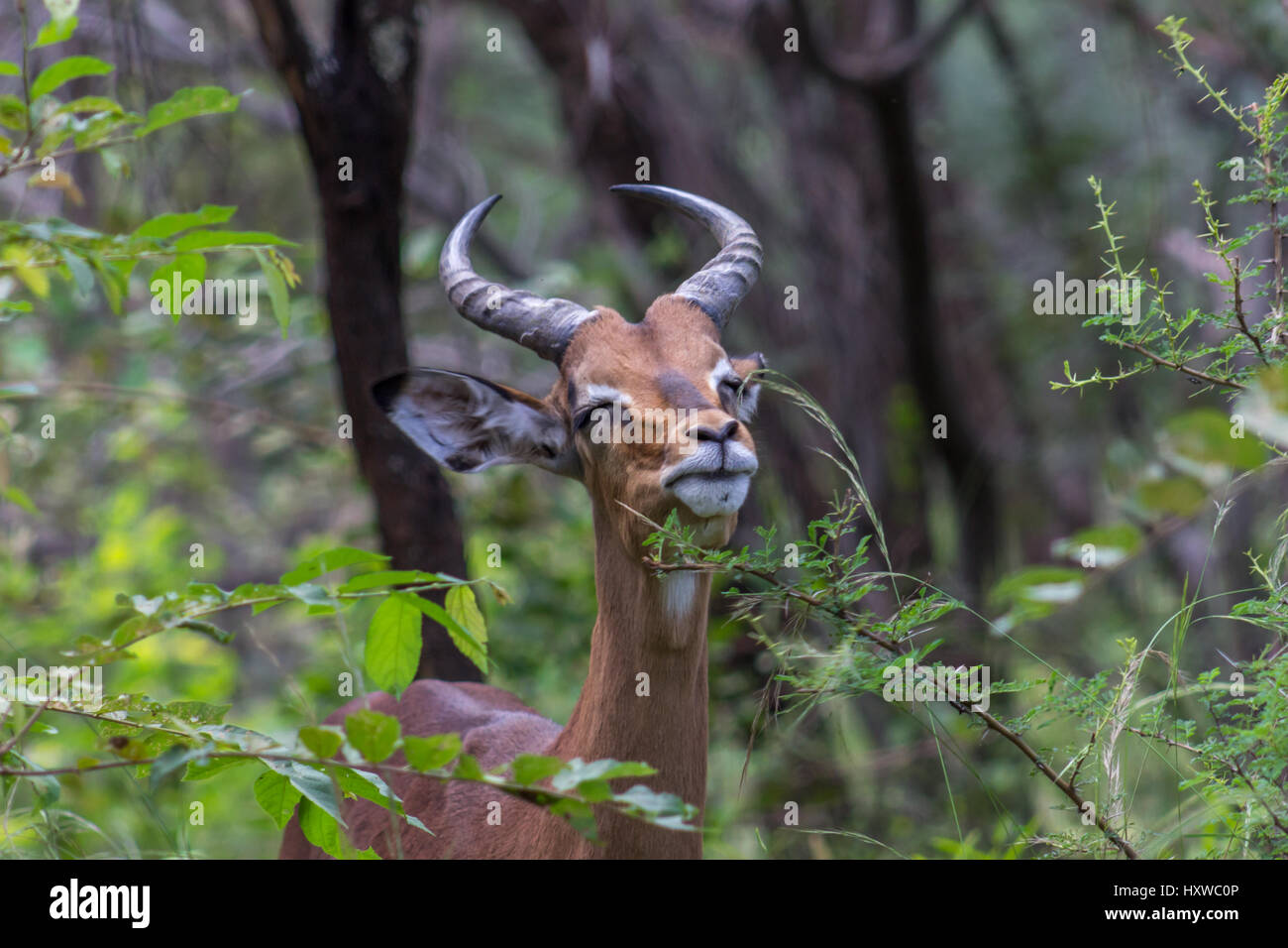 Impala eating the leaves from a branch Stock Photo - Alamy