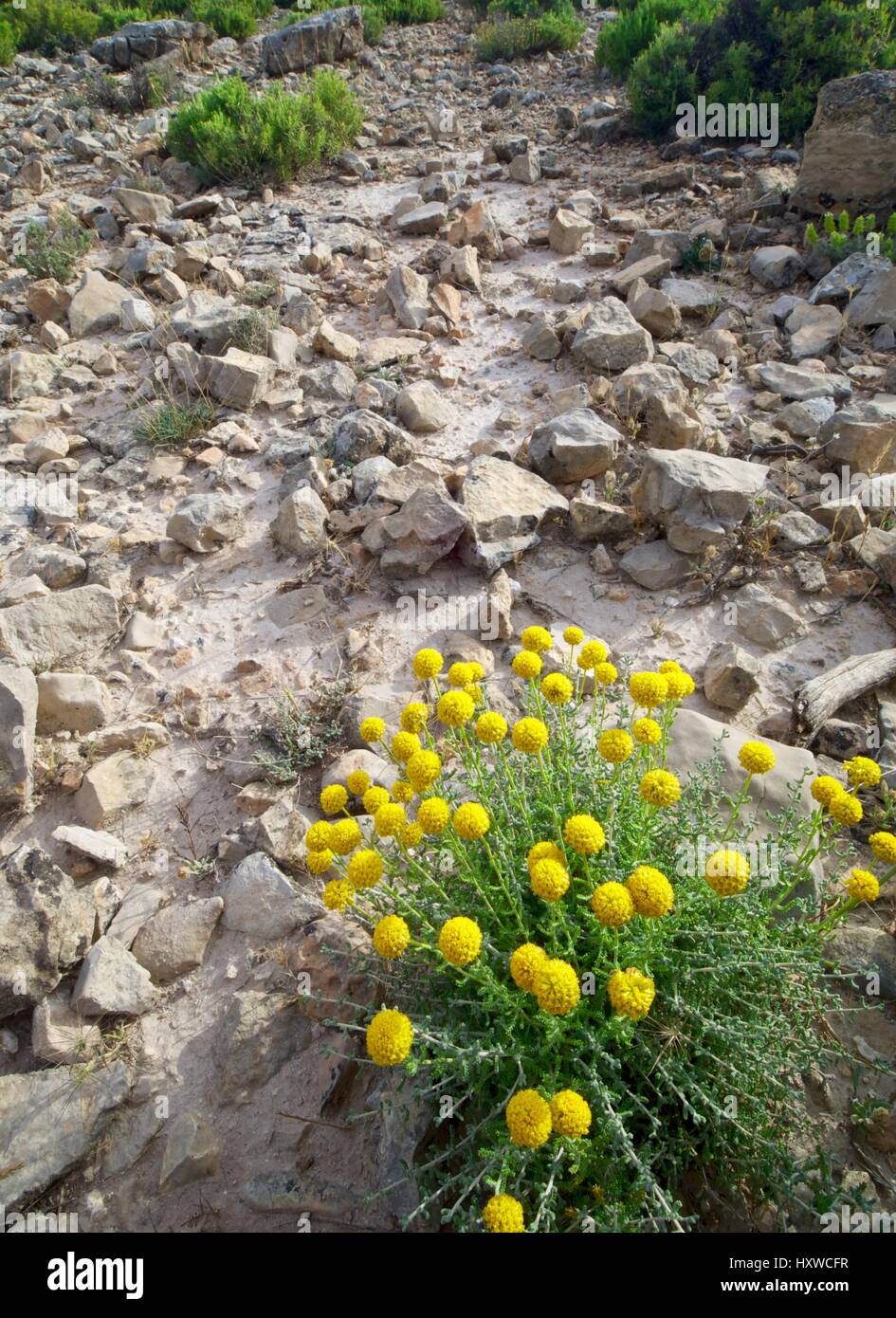 group of small yellow flowers, Zaragoza Province, Aragon, Spain Stock ...