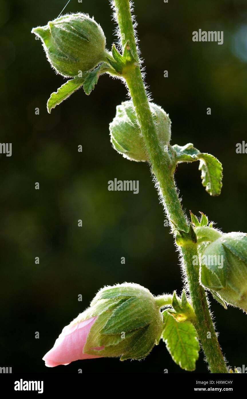 Flower bud view in Spain Stock Photo - Alamy