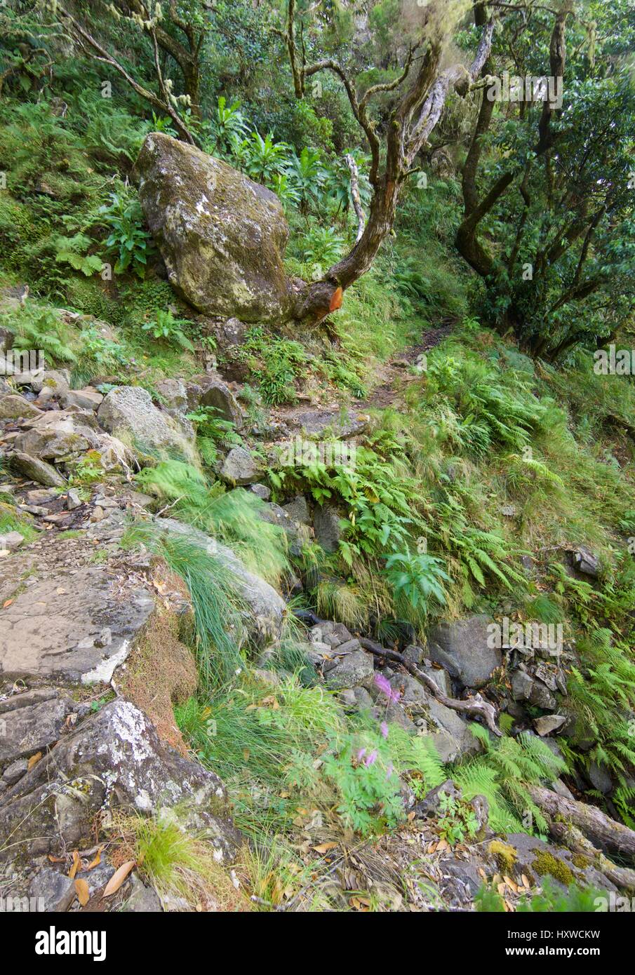 Forest in Madeira Island, Portugal Stock Photo - Alamy