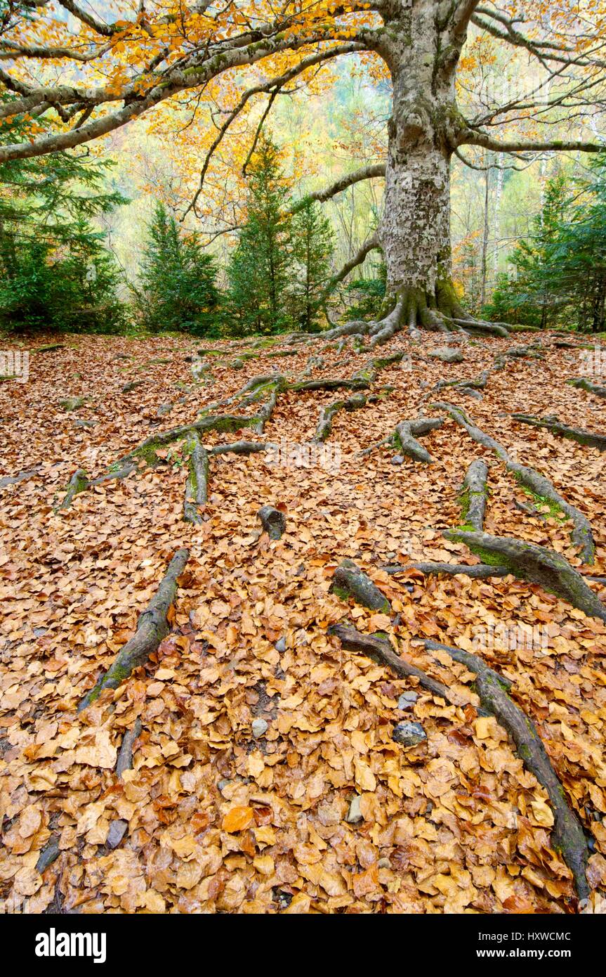 Autumnal beech trees in the valley of Ordesa, Pyrenees, Huesca, Aragon ...