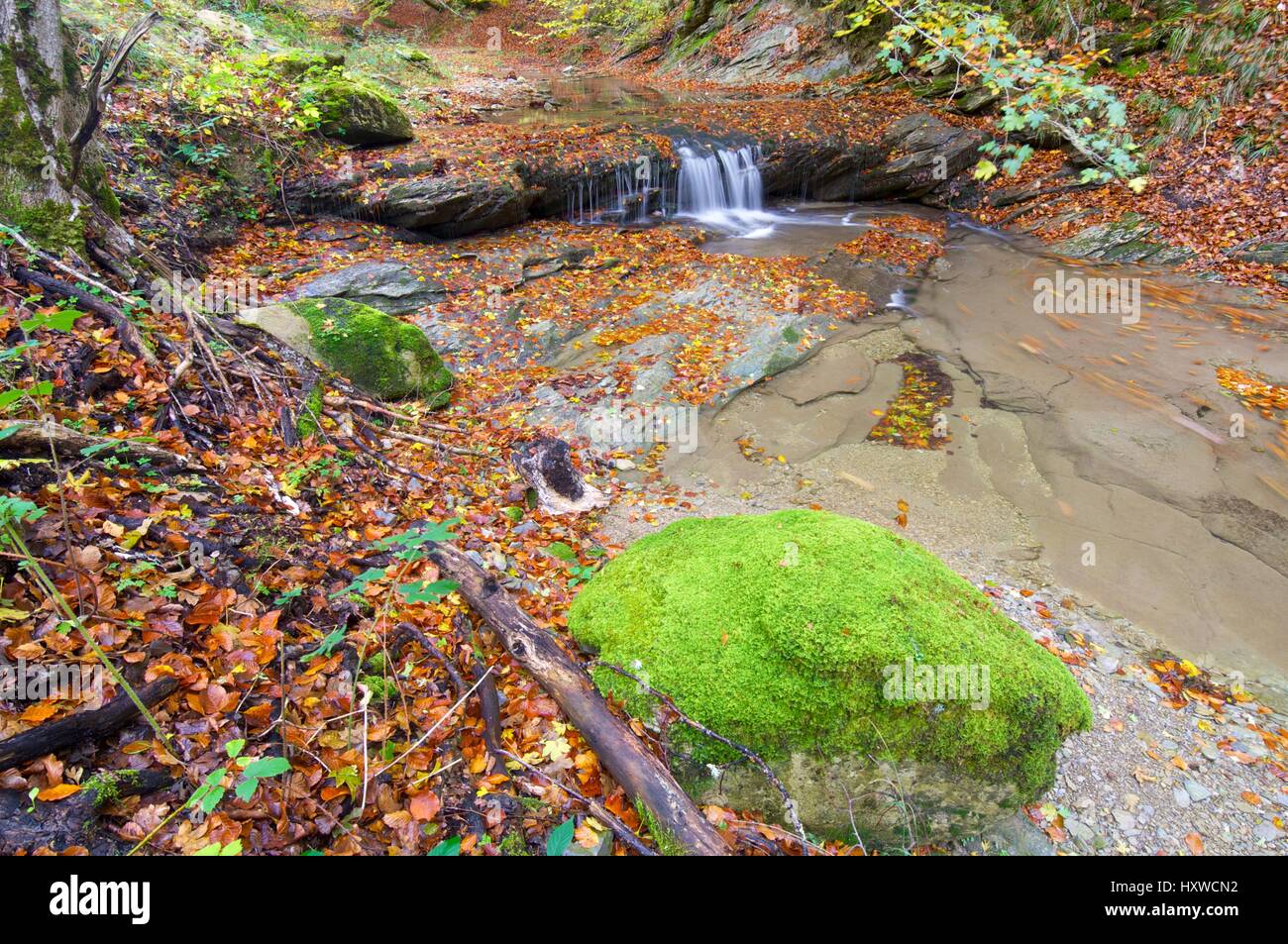 Creek in Irati Jungle, Pyrenees, Navarre, Spain Stock Photo - Alamy