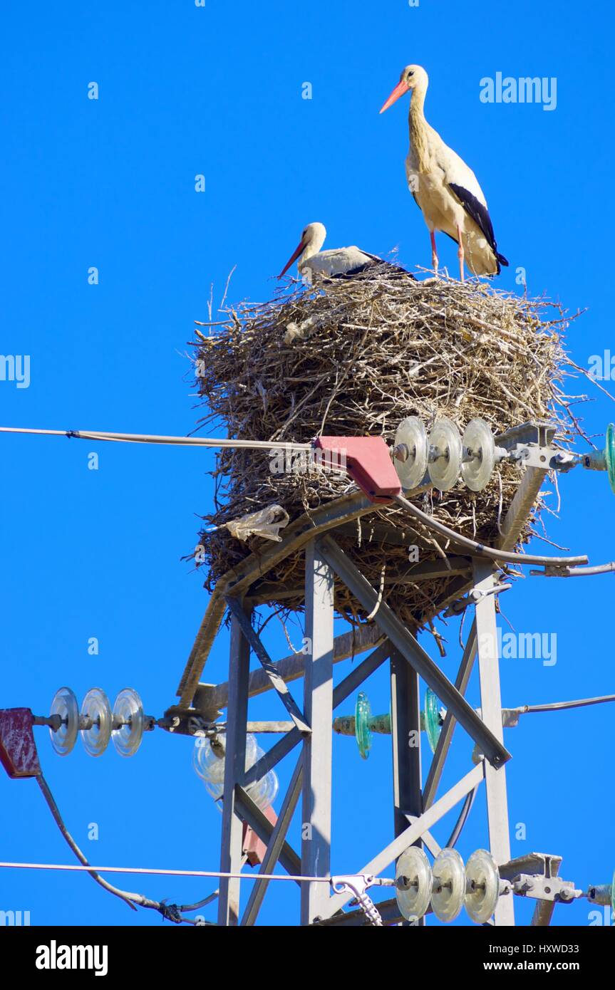 Stork in a high tension tower in saragossa, Aragon, Spain Stock Photo ...