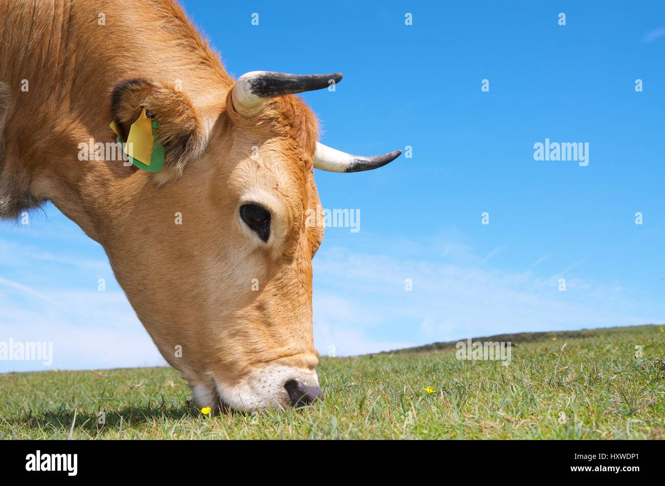 forefront of a cow grazing in a meadow in the Lagos de Covadonga ...