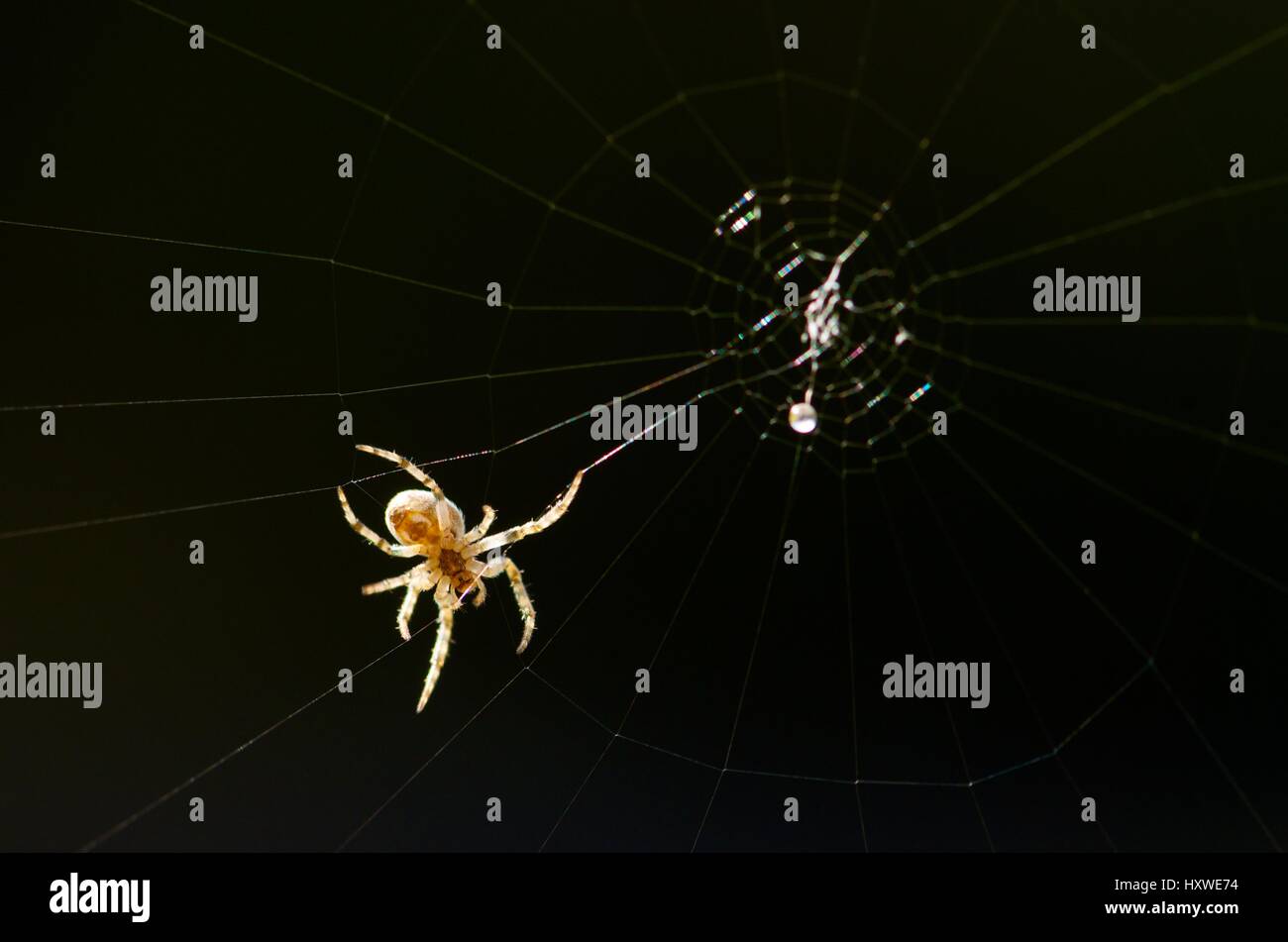 Closeup of a spider on a spider web Stock Photo - Alamy