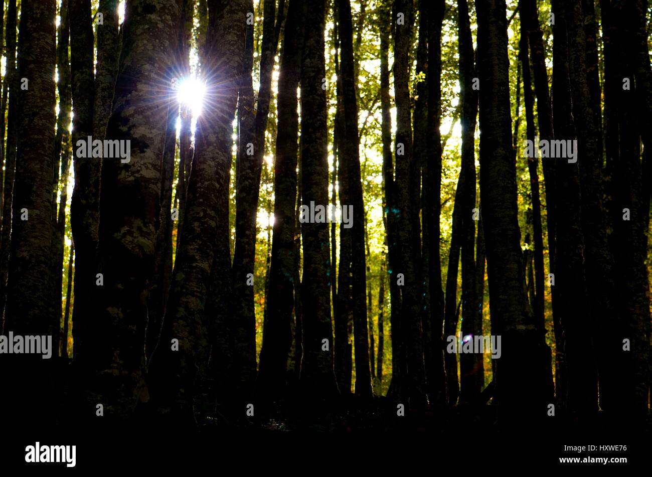 beech forest in Irati Jungle, Pyrenees, Navarra, Spain Stock Photo - Alamy