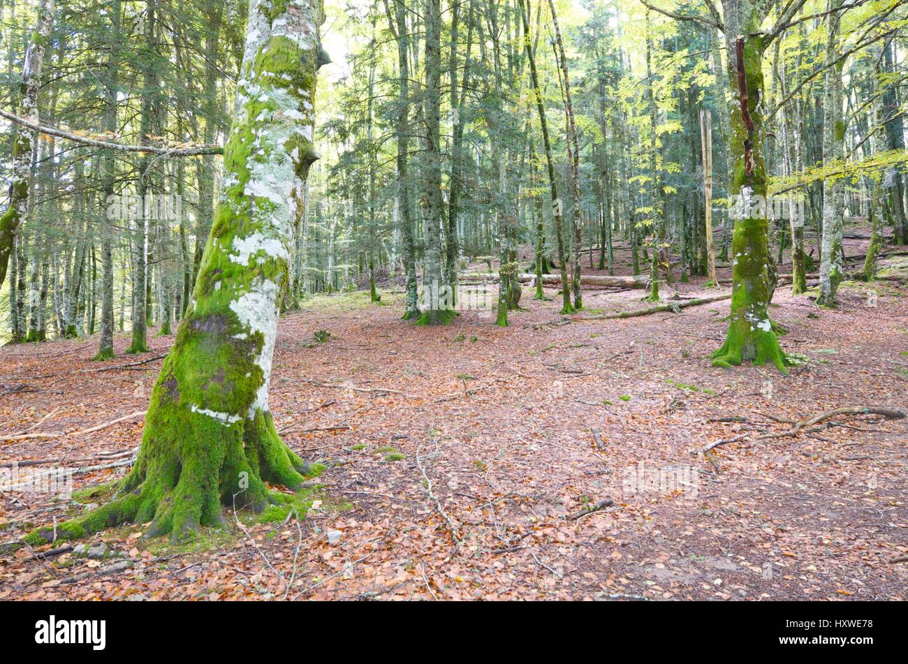 beech forest in Irati Jungle, Pyrenees, Navarra, Spain Stock Photo - Alamy