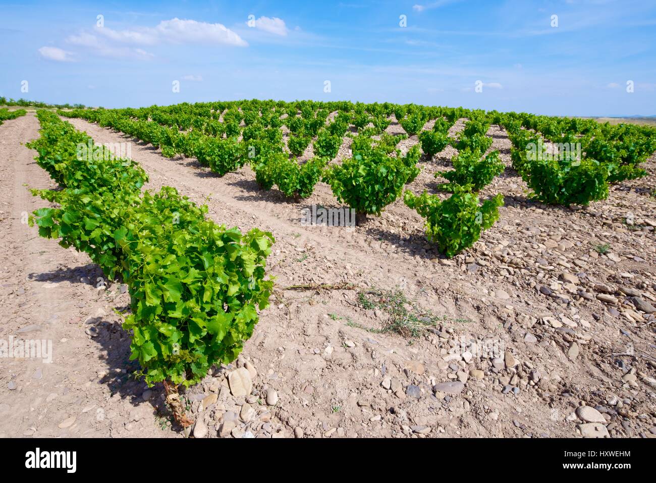 View of a vineyard Fuendejalon, Zaragoza, Aragon, Spain Stock Photo - Alamy
