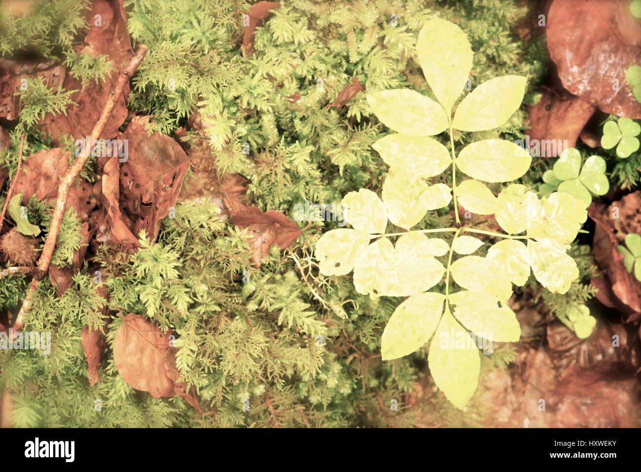 Plant close up. Valley of Aspe, Pyrenees, France Stock Photo - Alamy