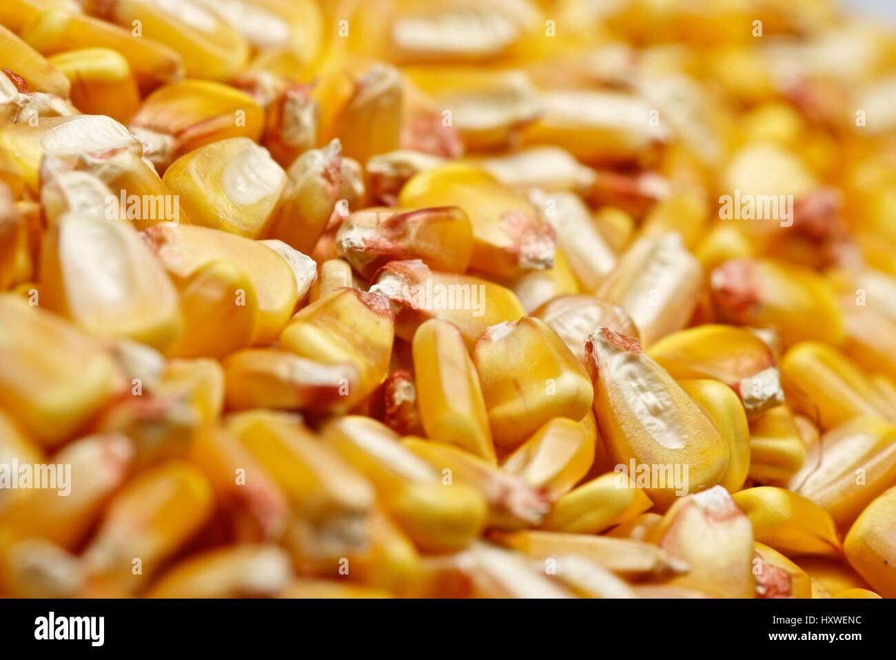 Background crated by yellow corn group Stock Photo - Alamy