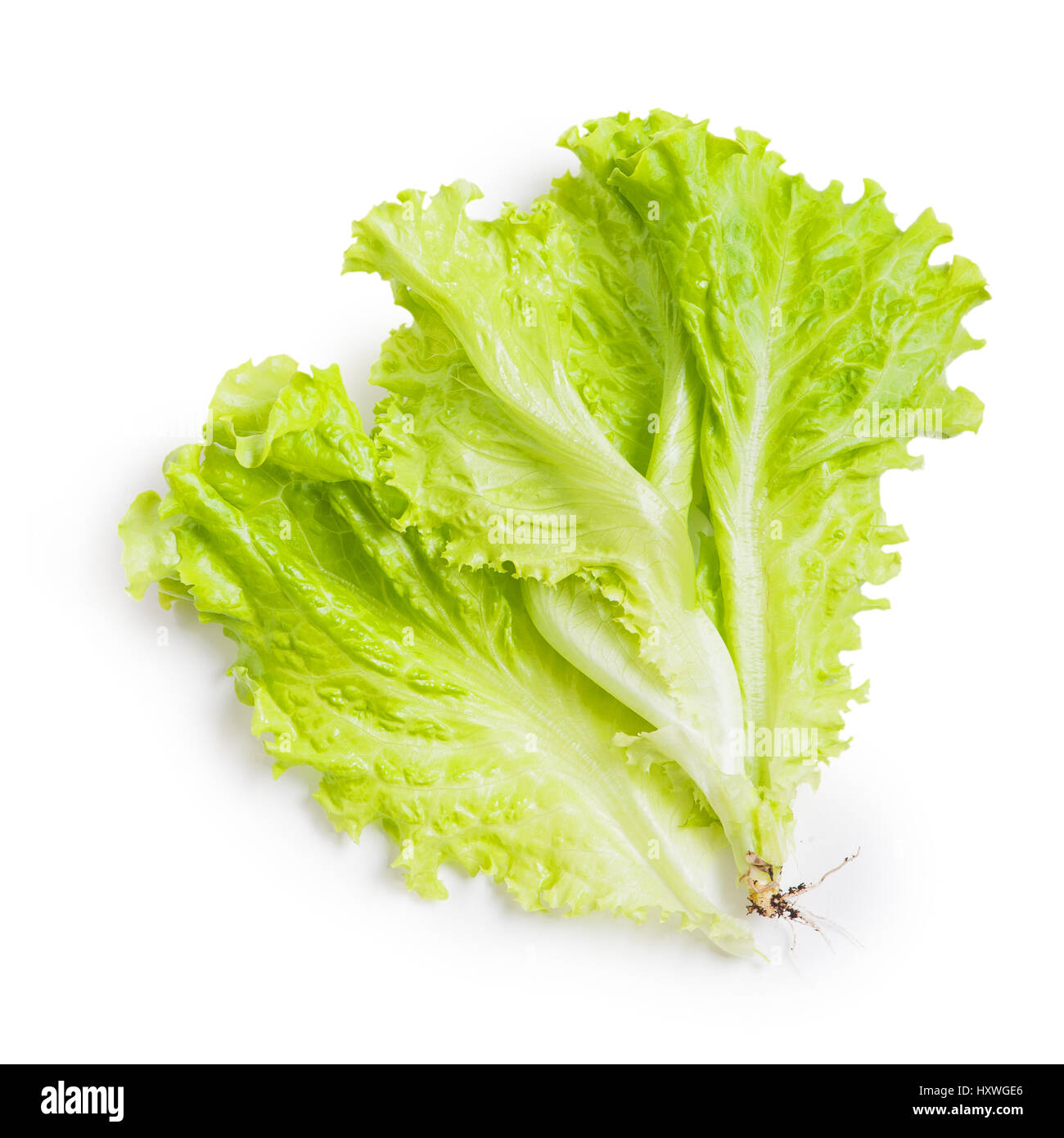 Lettuce leaf hi-res stock photography and images - Alamy