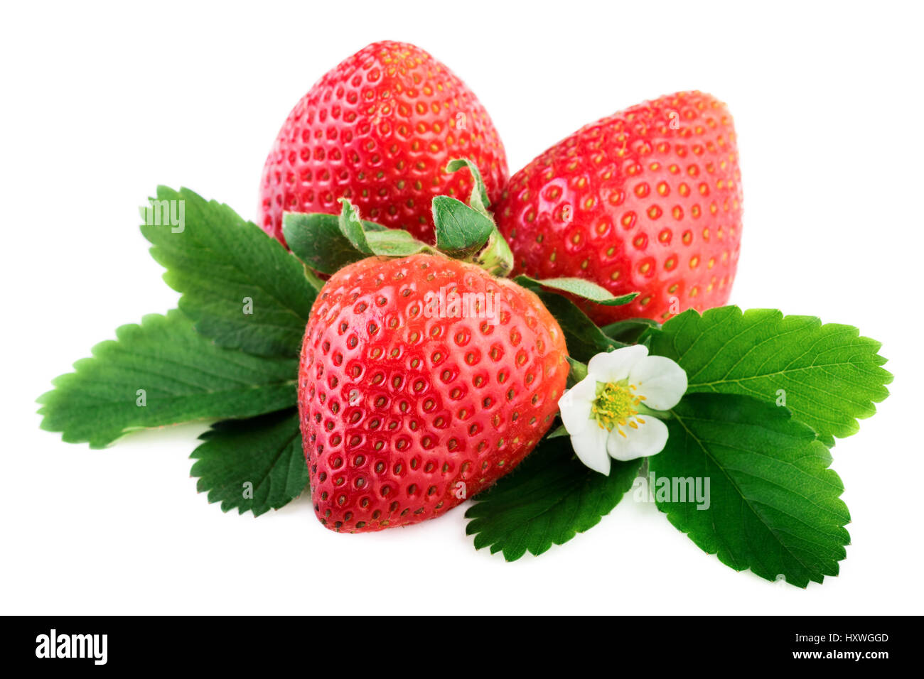 Strawberries with leaves on white background hi-res stock photography ...