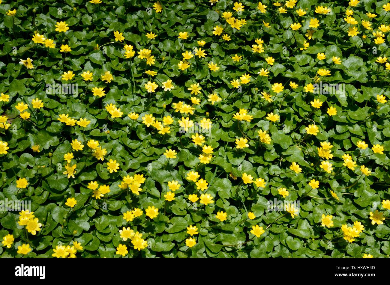 Lesser celandine celandines Ranunculus ficaria yellow spring flowers ...