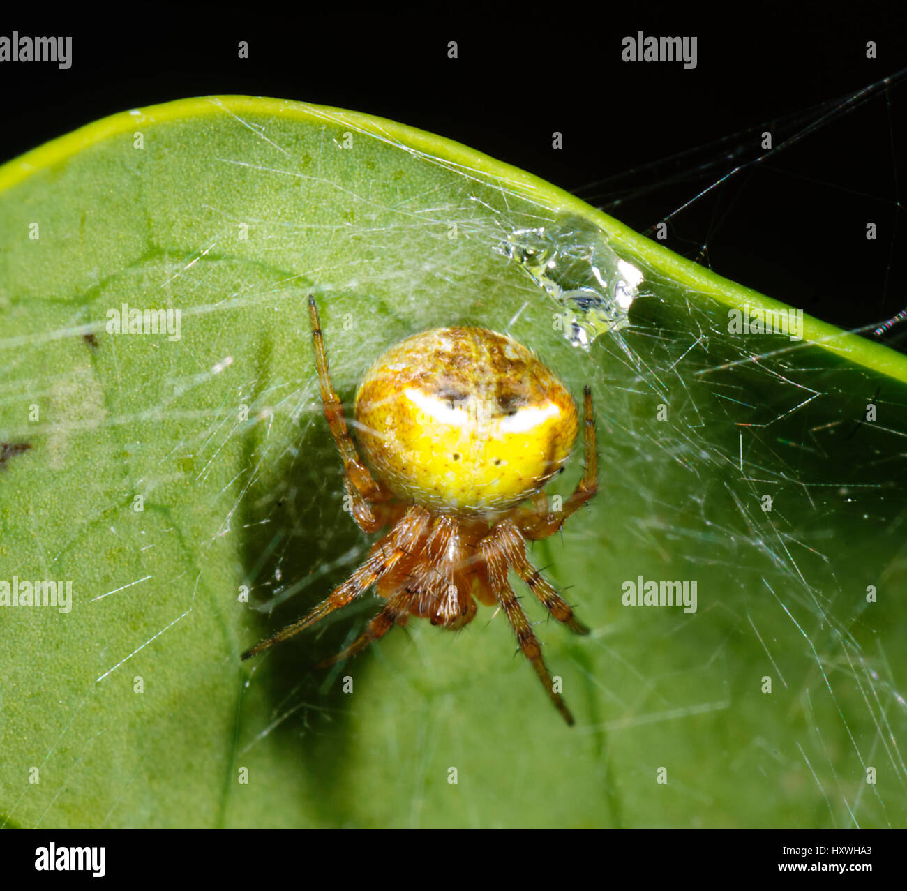 Winged Spider Hoax