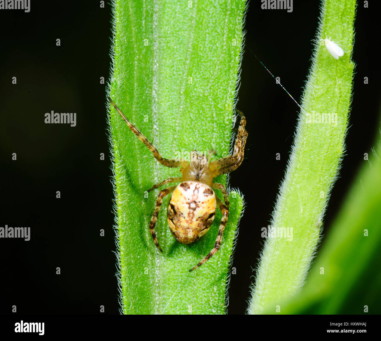 Yellow Winged Spider