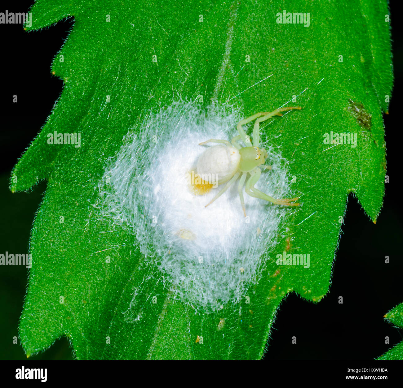 Spider Egg Cocoon High Resolution Stock Photography and Images - Alamy