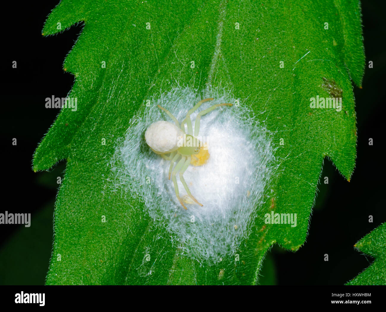 Crab Spider or Flower Spider (Lehtinelagia evanida) laying eggs in its ...