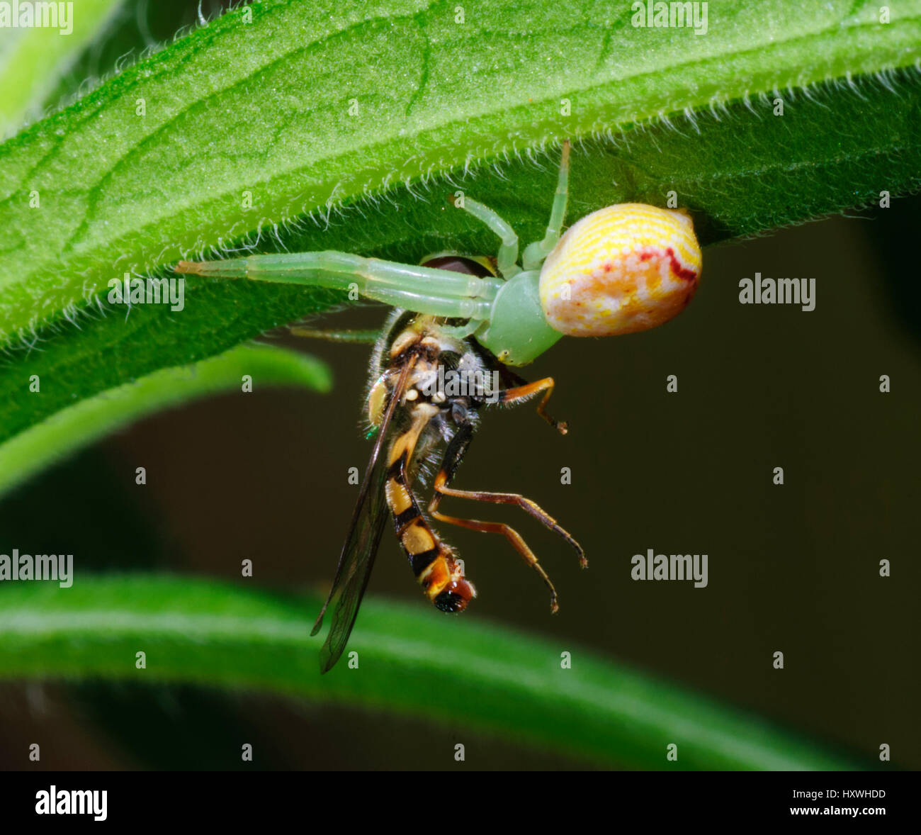 Crab Spider or Flower Spider (Lehtinelagia evanida) with prey (formerly ...