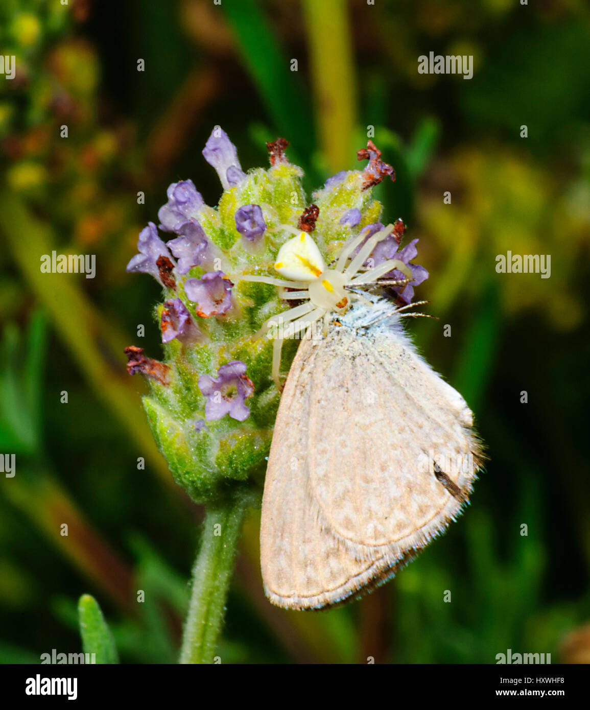 Sidymella rubrosignata hi-res stock photography and images - Alamy