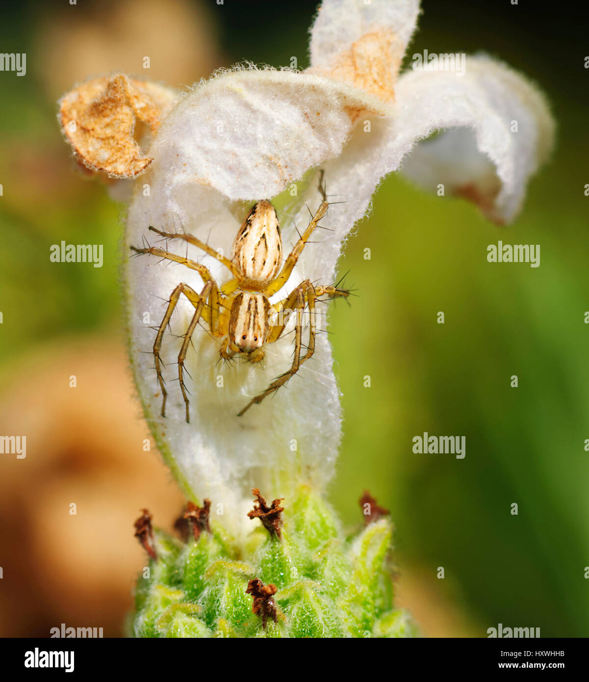 Lynx Spiders Stock Photos & Lynx Spiders Stock Images - Alamy