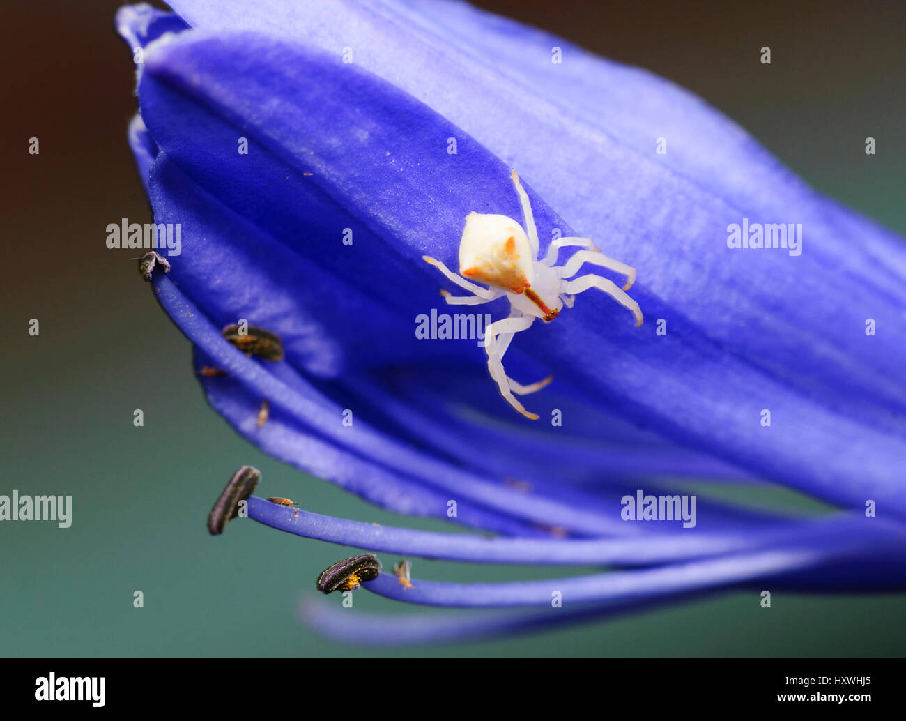Crab Spider (Sidymella rubrosignata) in ambush position on a purple ...