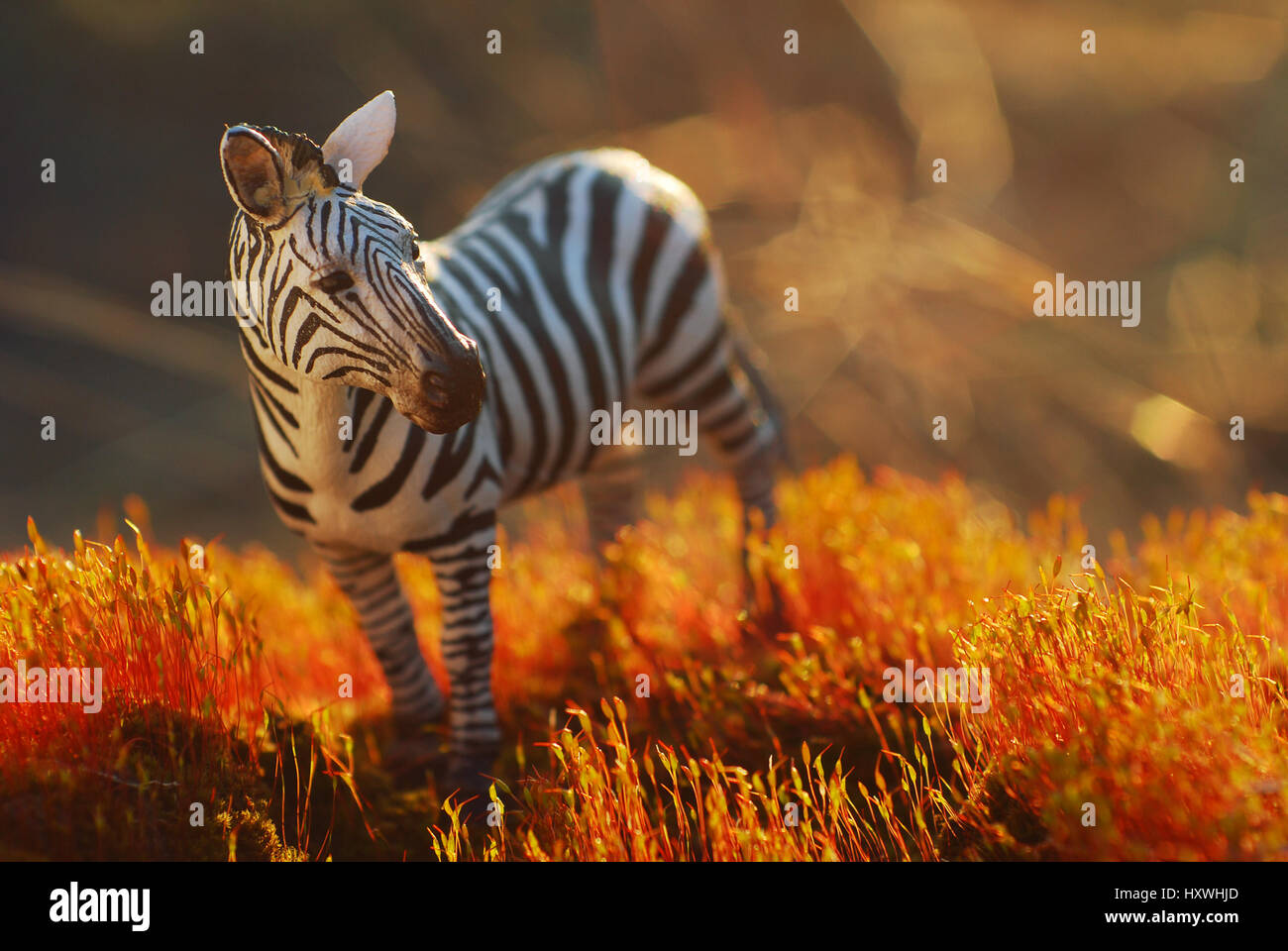 Zebra at sunset Stock Photo - Alamy