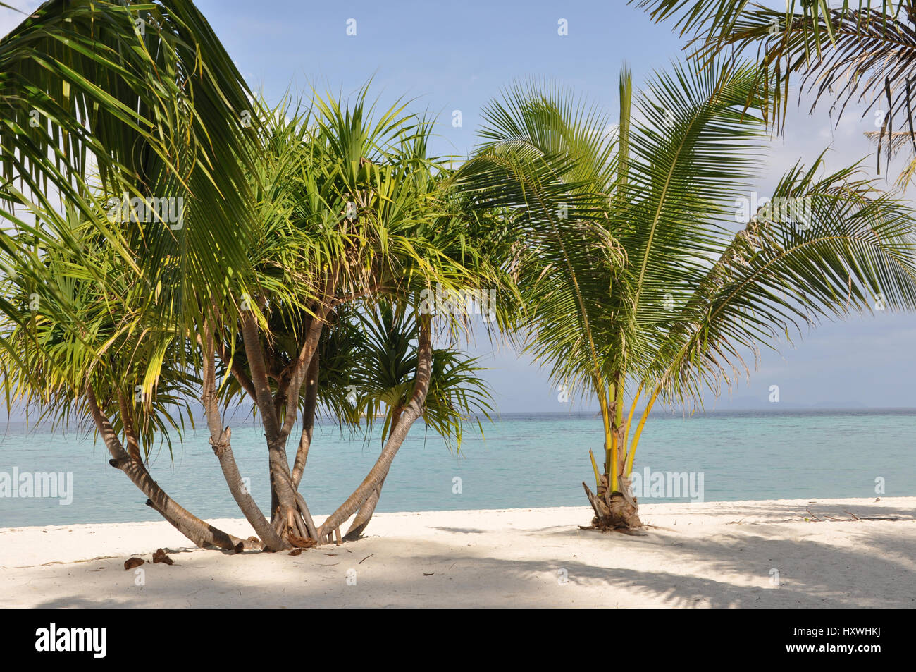 Beach with palm trees and sand, island of Lipe, Thailand Stock Photo ...