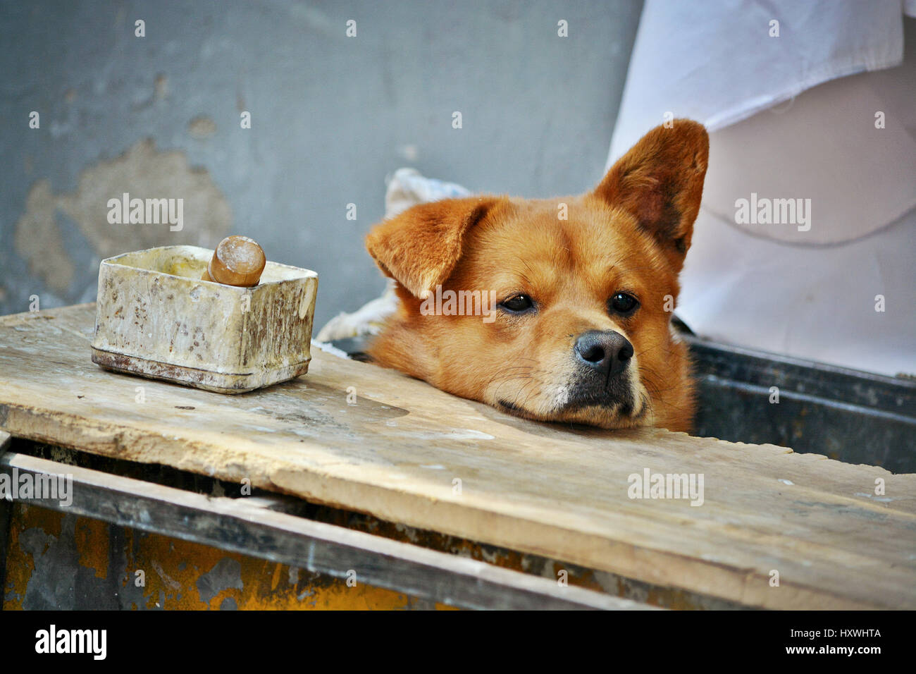 An Obviously Bored Dog Resting With Its Head On A Table Stock Photo - Alamy