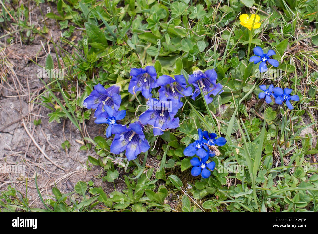 Enziane hi-res stock photography and images - Alamy