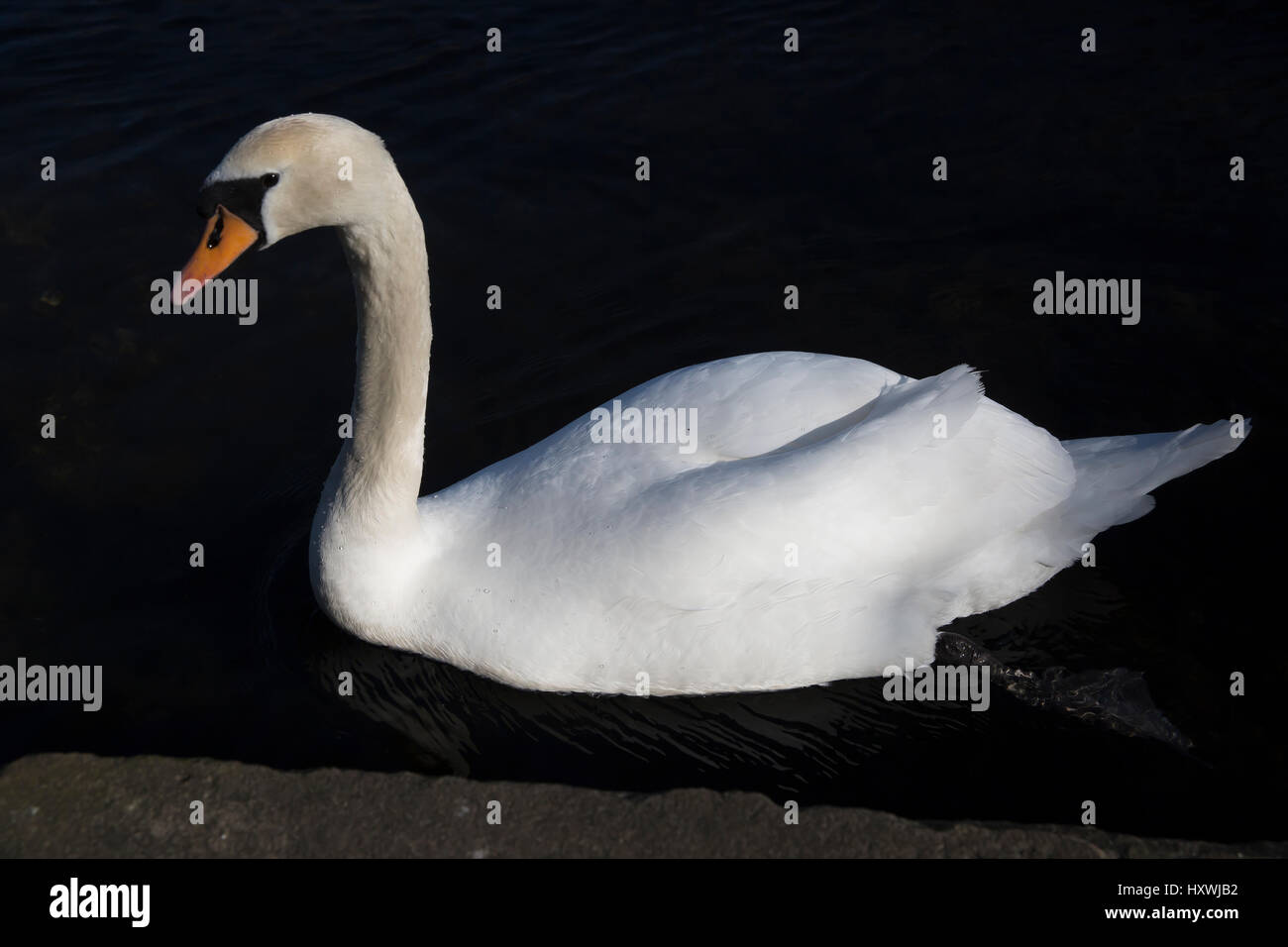 Beswick Swan on the River Wye in Bakewell, Derbyshire Stock Photo - Alamy