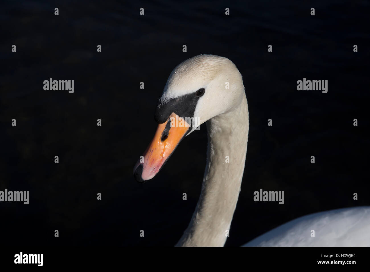 Beswick swan hi-res stock photography and images - Alamy