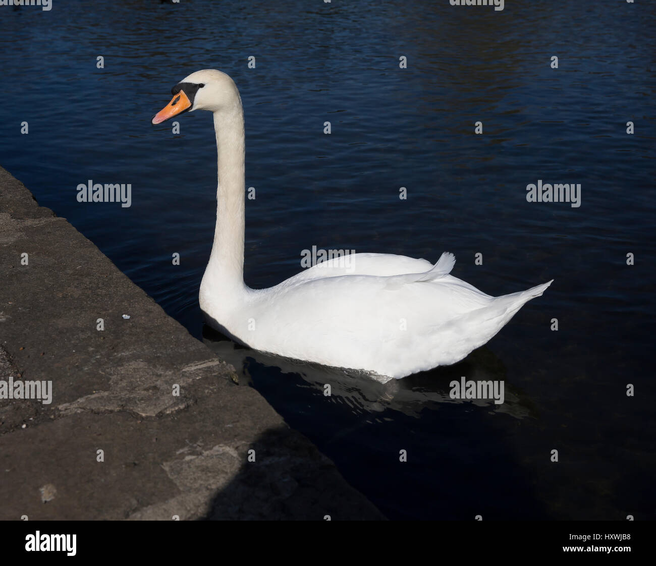 Beswick swan hi-res stock photography and images - Alamy