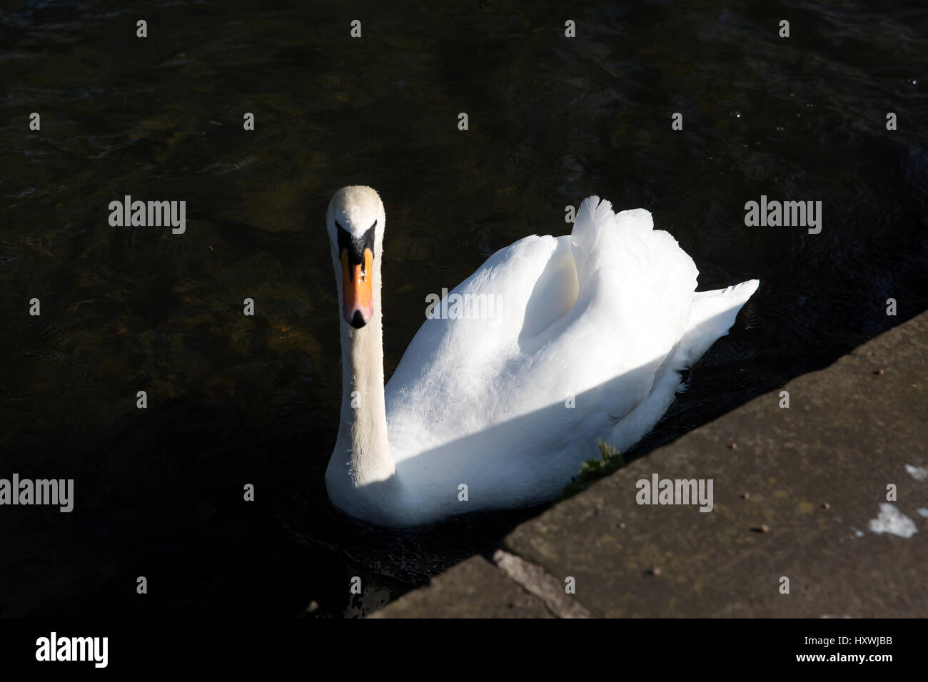 Beswick Swan on the River Wye in Bakewell, Derbyshire Stock Photo - Alamy