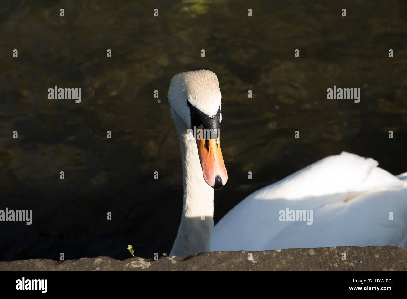 Beswick Swan on the River Wye in Bakewell, Derbyshire Stock Photo - Alamy